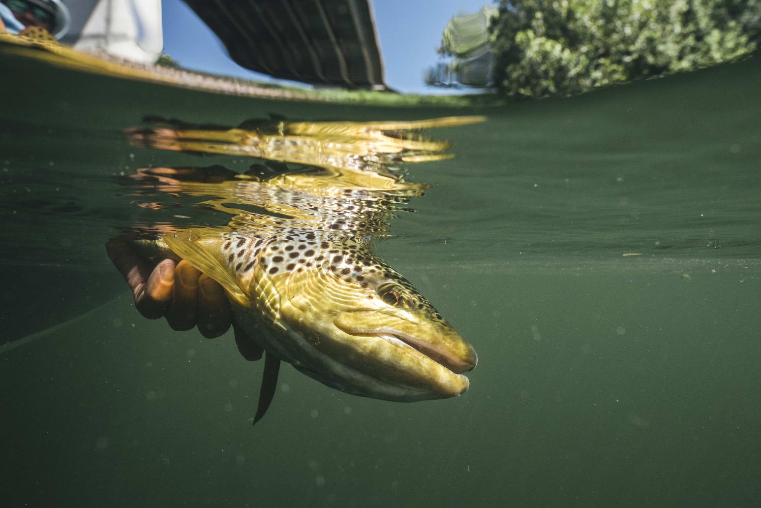 Go-to fly patterns for fishing at Irish loughs